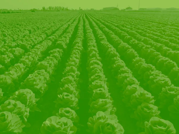 Food solutions | A.F. Blakemore & Son Ltd